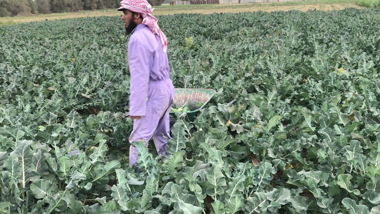72- PICNIC ABDALI FARM KUWAIT- 25.01.19 - YouTube