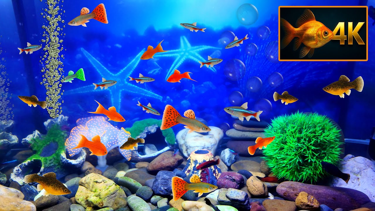 🔴LIVE 4K Real Aquarium Fish Tank 🐠 | Guppies, Mollies, Neon Tetras ...