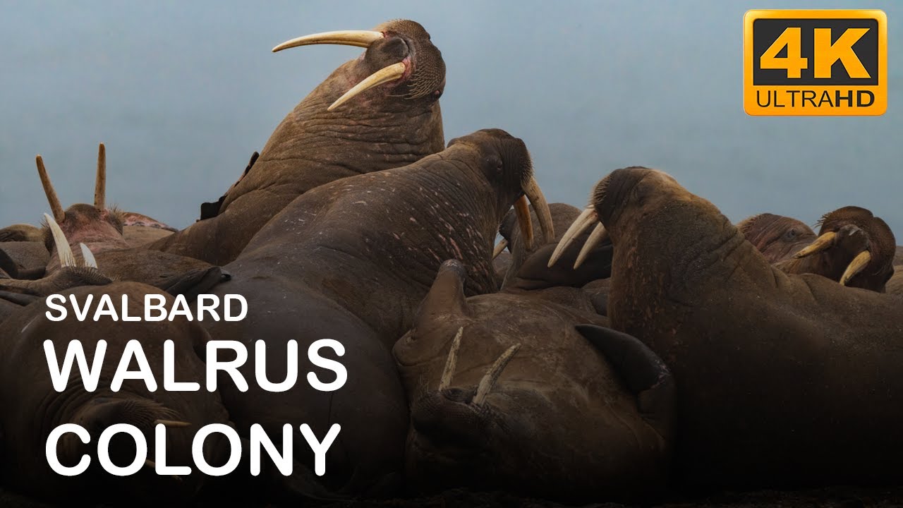 Svalbard Walruses Colony in 4K - YouTube