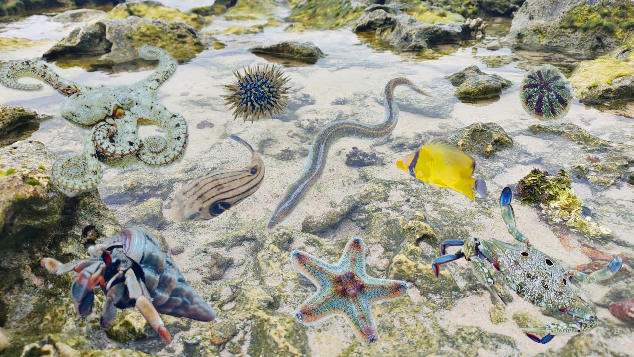 Seek and Find Starfish, Kelomang, Ikan Buntal, Kepiting, Kerang, Ikan ...