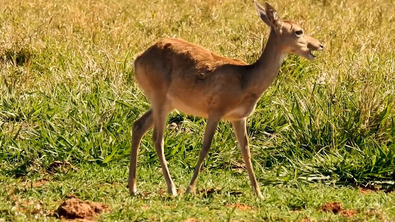 VEADO-CAMPEIRO pastoreando, VEADO GALHEIRO, (OZOTOCEROS BEZOARTICUS ...