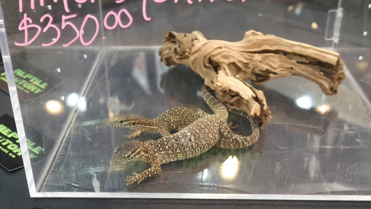 Repticon 2018 Pasadena, California - YouTube