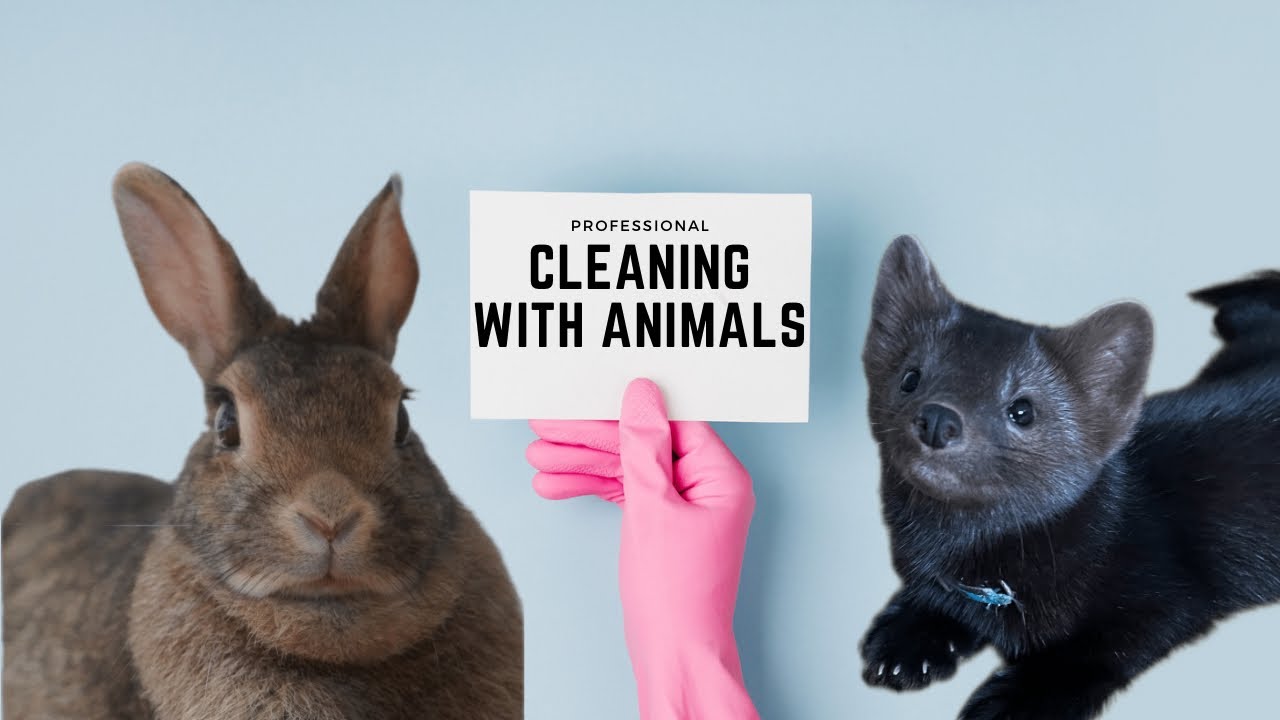 cleaning with animals - YouTube