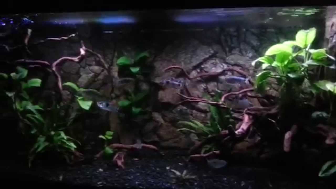 Exodon paradoxus aquarium - YouTube