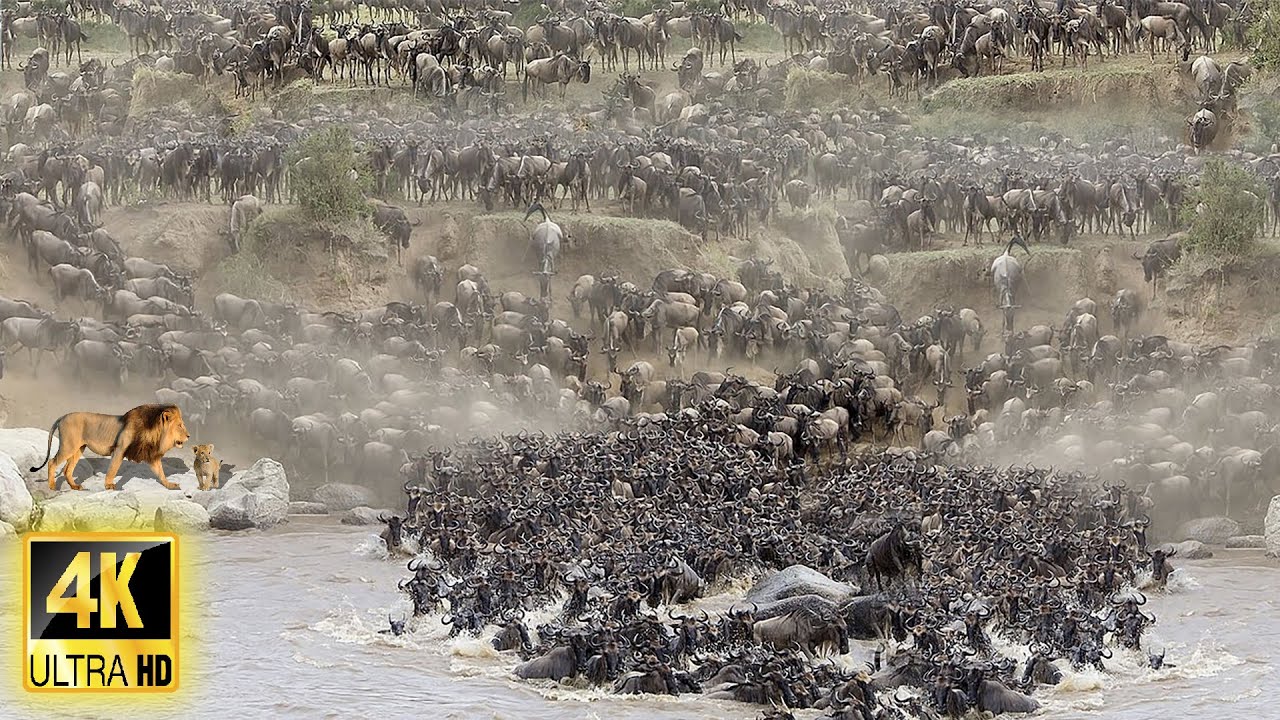 4K African Animals:The World's Greatest Migration from Tanzania to ...