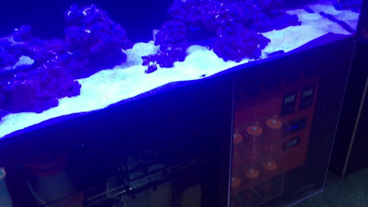 How to make a Red Sea tank Quiet - YouTube
