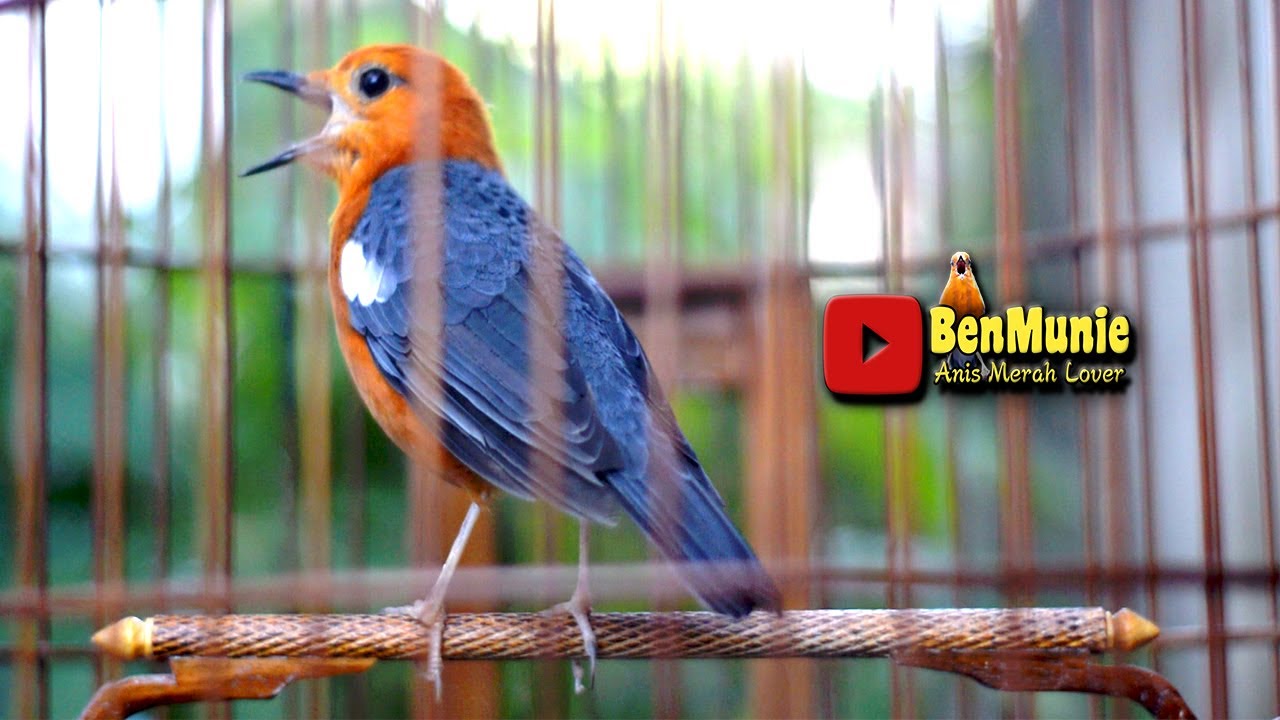 PANCINGAN ANIS MERAH DIPAGI HARI 4, ANIS MERAH NGEPLONG GACOR MEMBUAT ...