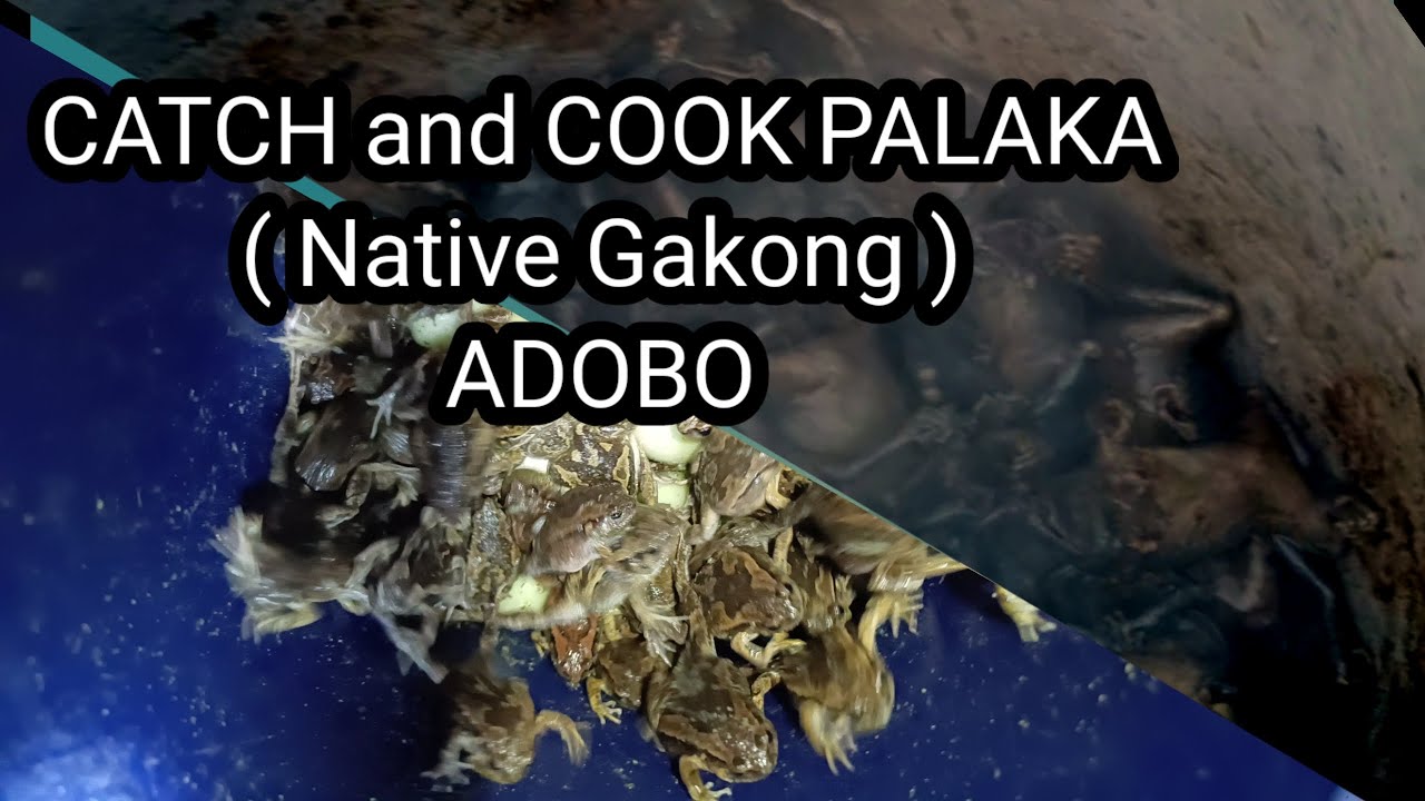Catch and Cook adobong Palaka (native Gakong) - YouTube