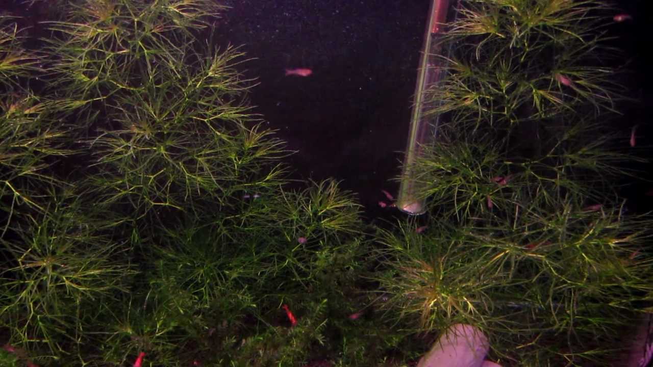 Harlequin Rasbora Fry - YouTube