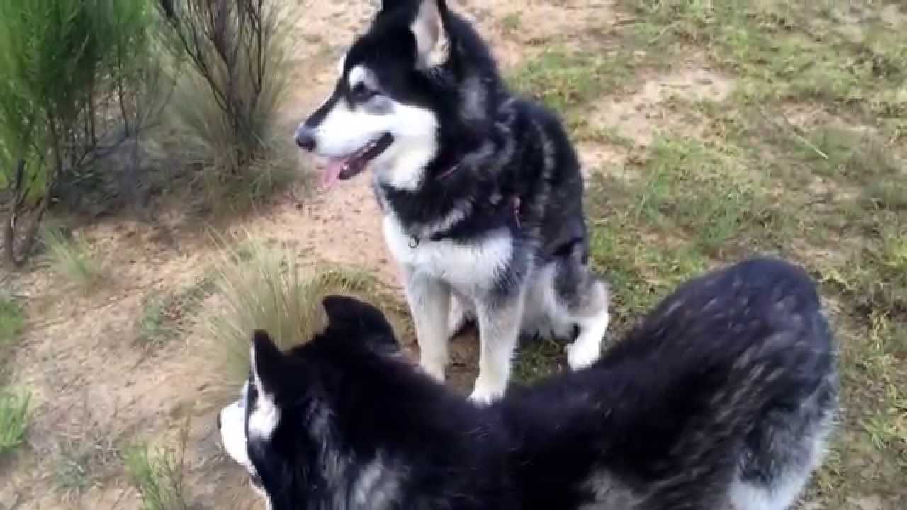 Delta the singing husky - happy hump day ;;; - YouTube