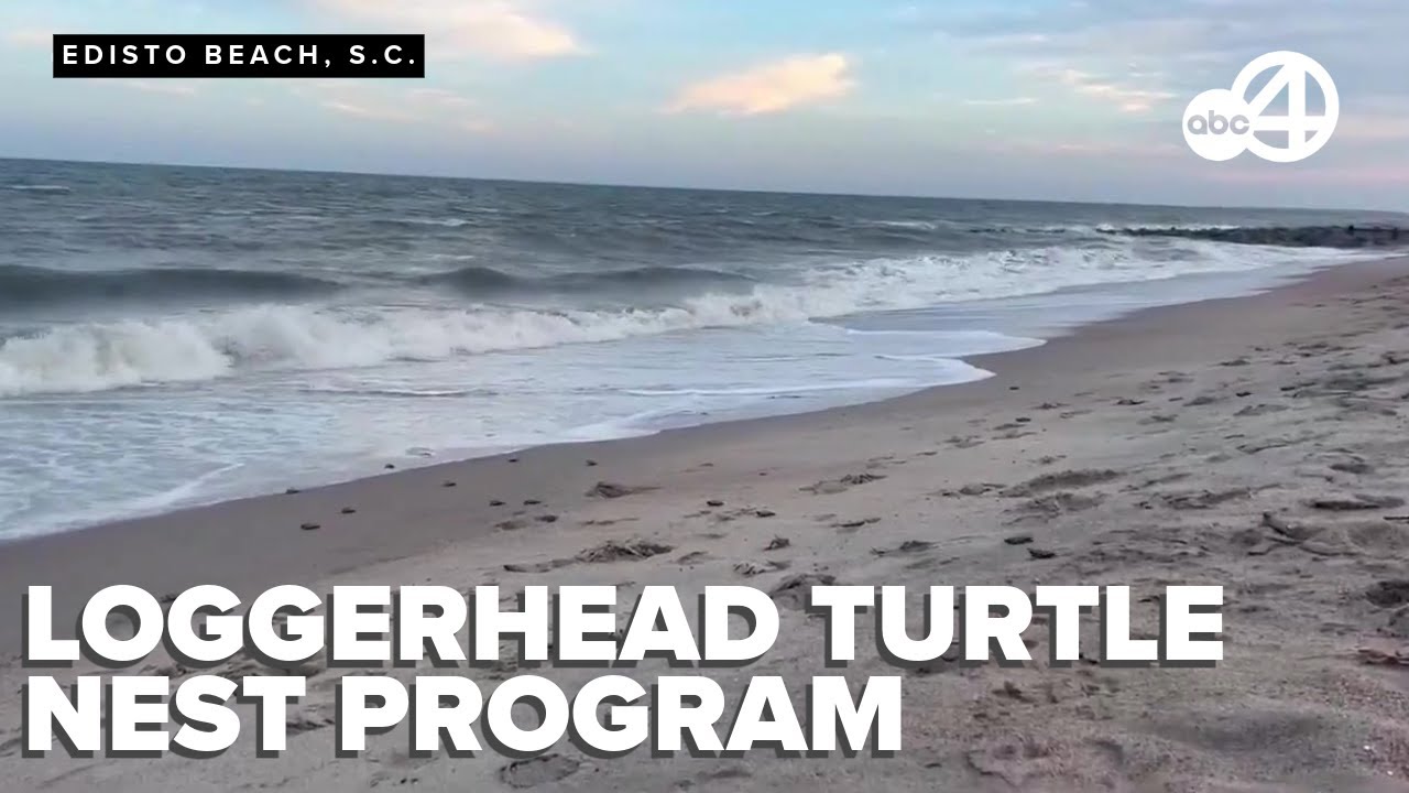 Flagler Beach Photos Sea Turtle Sea Turtle Nesting Season Begins