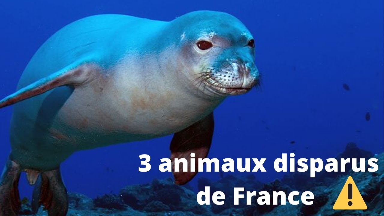 3 animaux disparus en France - YouTube
