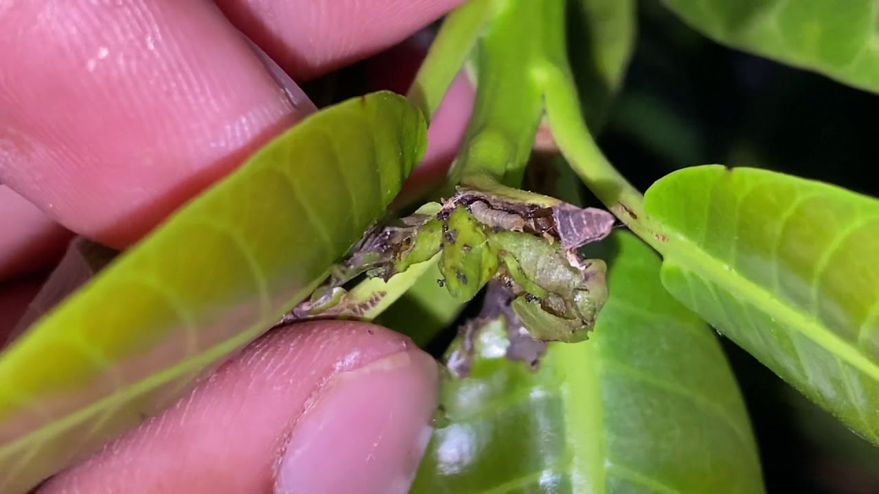 Cashew Nut worm in Middle of November 2020 - YouTube
