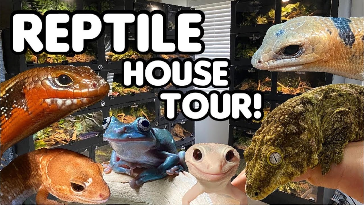 LIVING IN AN ANIMAL SANCTUARY | REPTILE HOUSE TOUR - YouTube