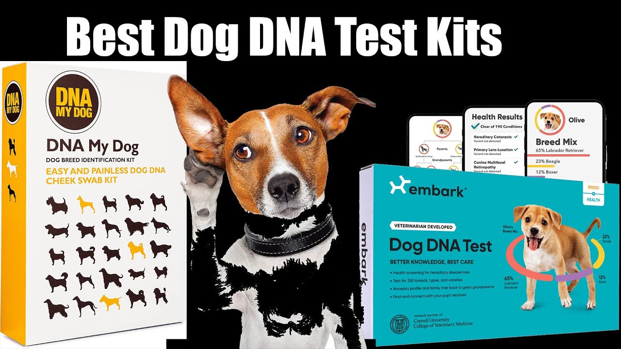 Top 5 Best Dog DNA Test Kits 2022 Reviews - YouTube