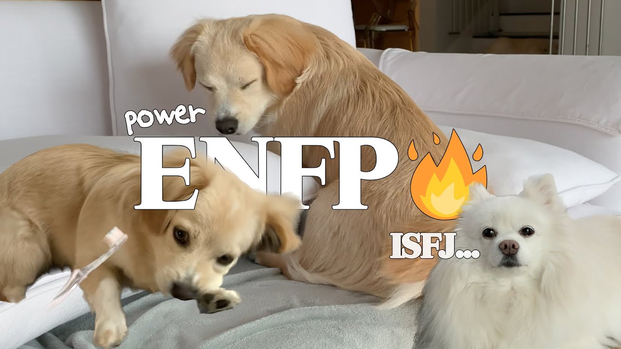 Eng) MBTI시리즈 Vol.2 파워 ENFP 강아지의 하루 열정열정🔥 라떼는 쉬지 않는다 - YouTube