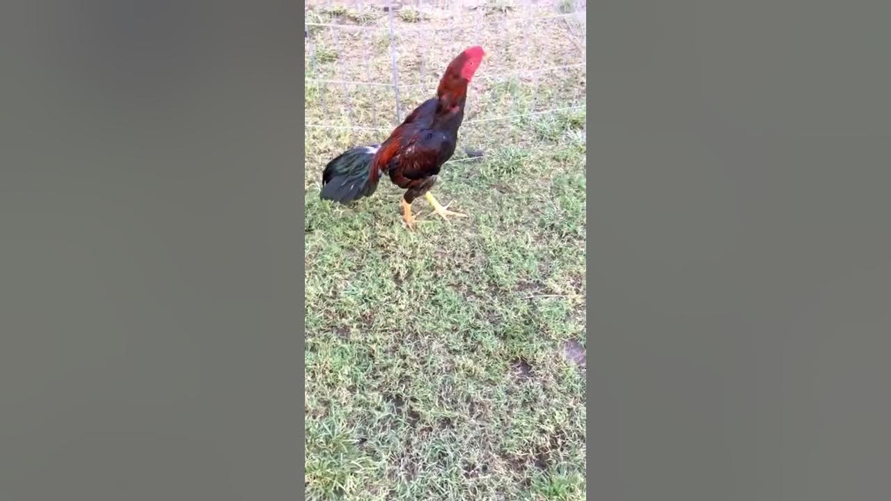 Qaib Liab 7 months - YouTube