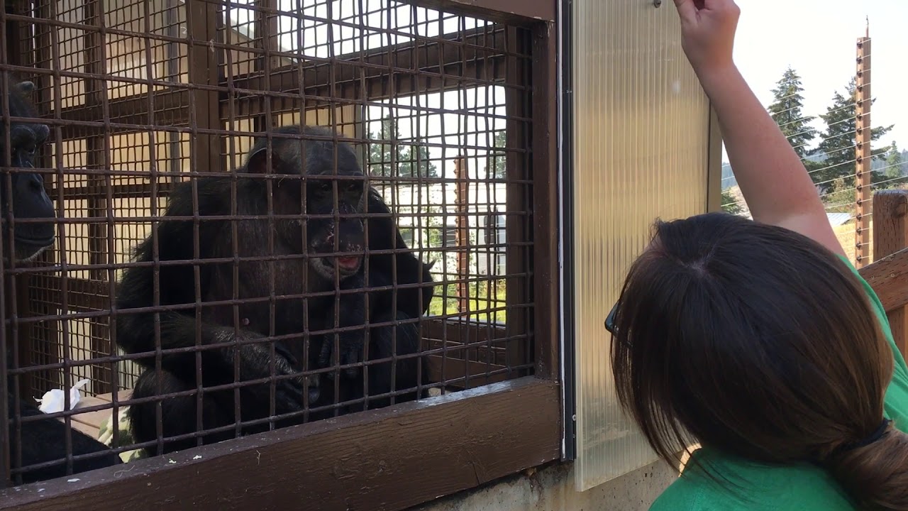 Positive Reinforcement Training with rescued chimpanzee Negra - YouTube