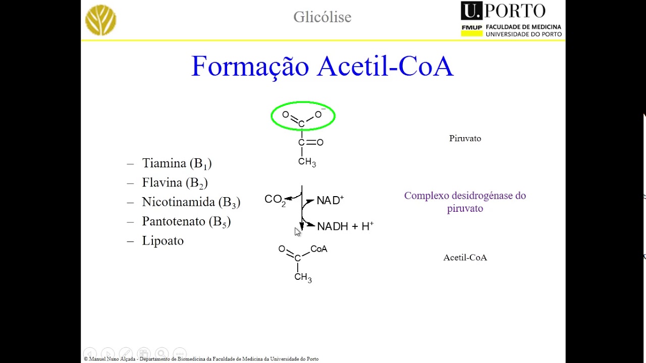 Glicólise e oxidação do piruvato - YouTube