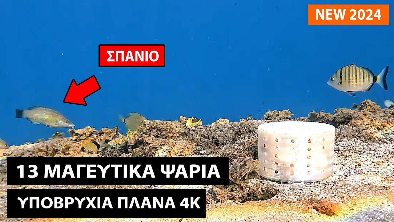 13 ΜΑΓΕΥΤΙΚΑ Ψάρια της Ελλάδας 🎣 | Καταπληκτικές Υποβρύχιες Λήψεις από ...