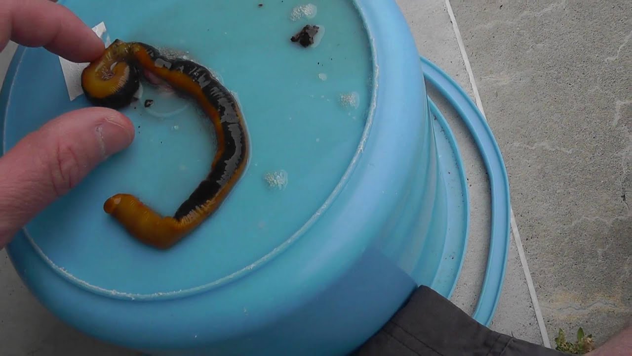 Giant Japanese Pharyngobdella Leech has Died - YouTube