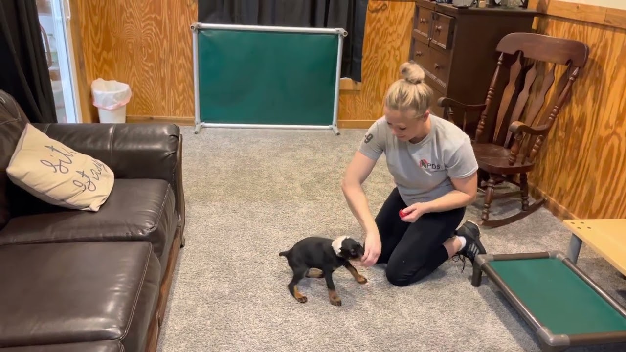 What Does A 8 Wk Old Personal Protection Doberman Look Like Ushi Is What Does A 8 Wk Old Personal Protection Doberman Look Like Ushi Is