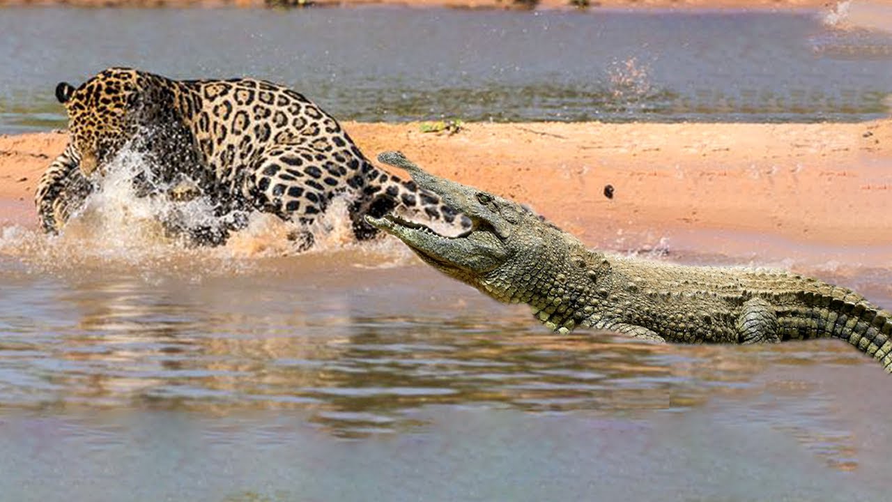 Lucky Leopard Escapes Crocodile's Teeth - YouTube