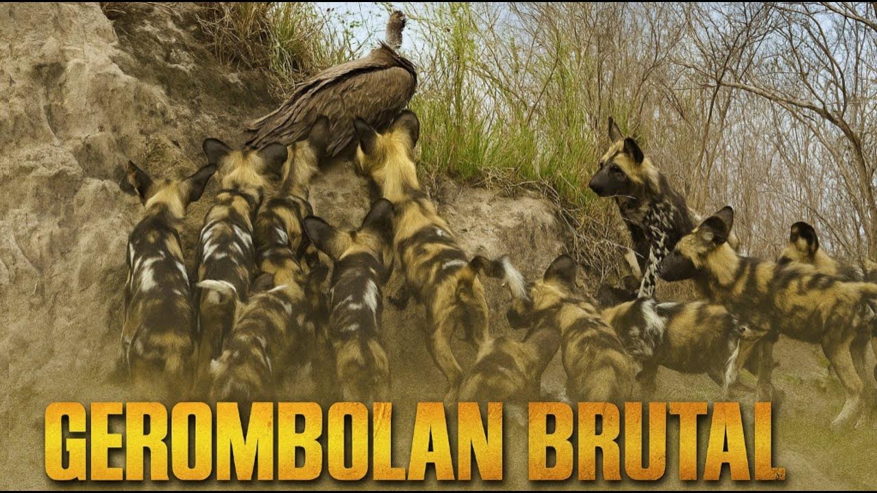 Aksi berburu gerombolan Anjing liar Afrika yang ganas dan mengerikan - YouTube