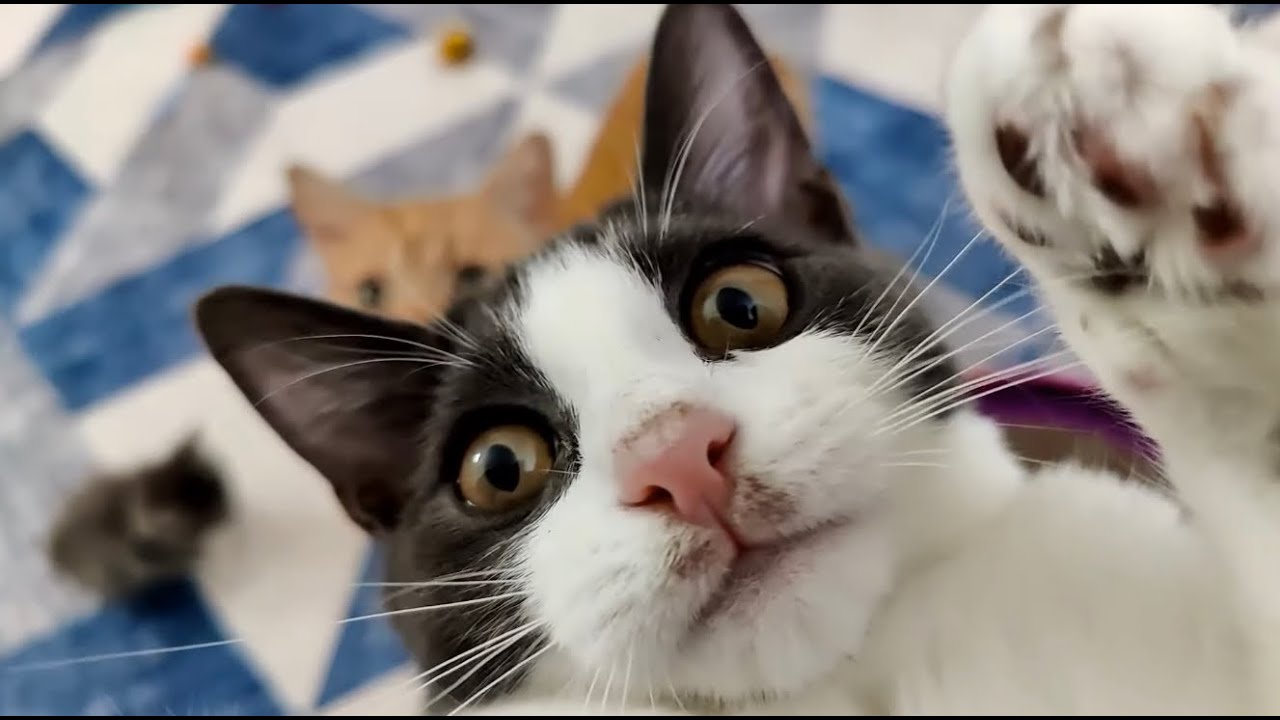 Micro close-ups. Sept 30th - YouTube