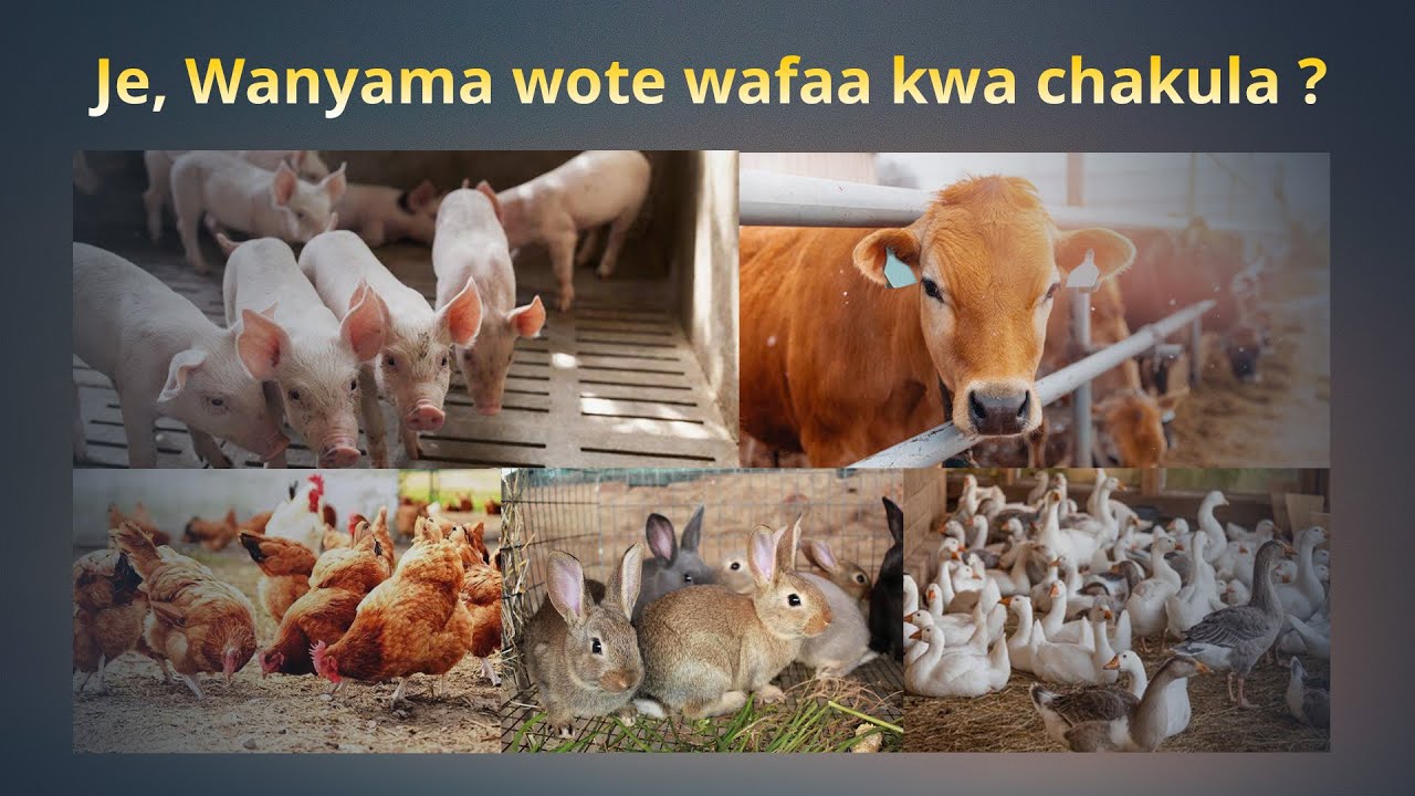 WATAMBUE WANYAMA WAFAAO KWA CHAKULA || KWELI ZA BIBLIA || SOMO LA NNE ...