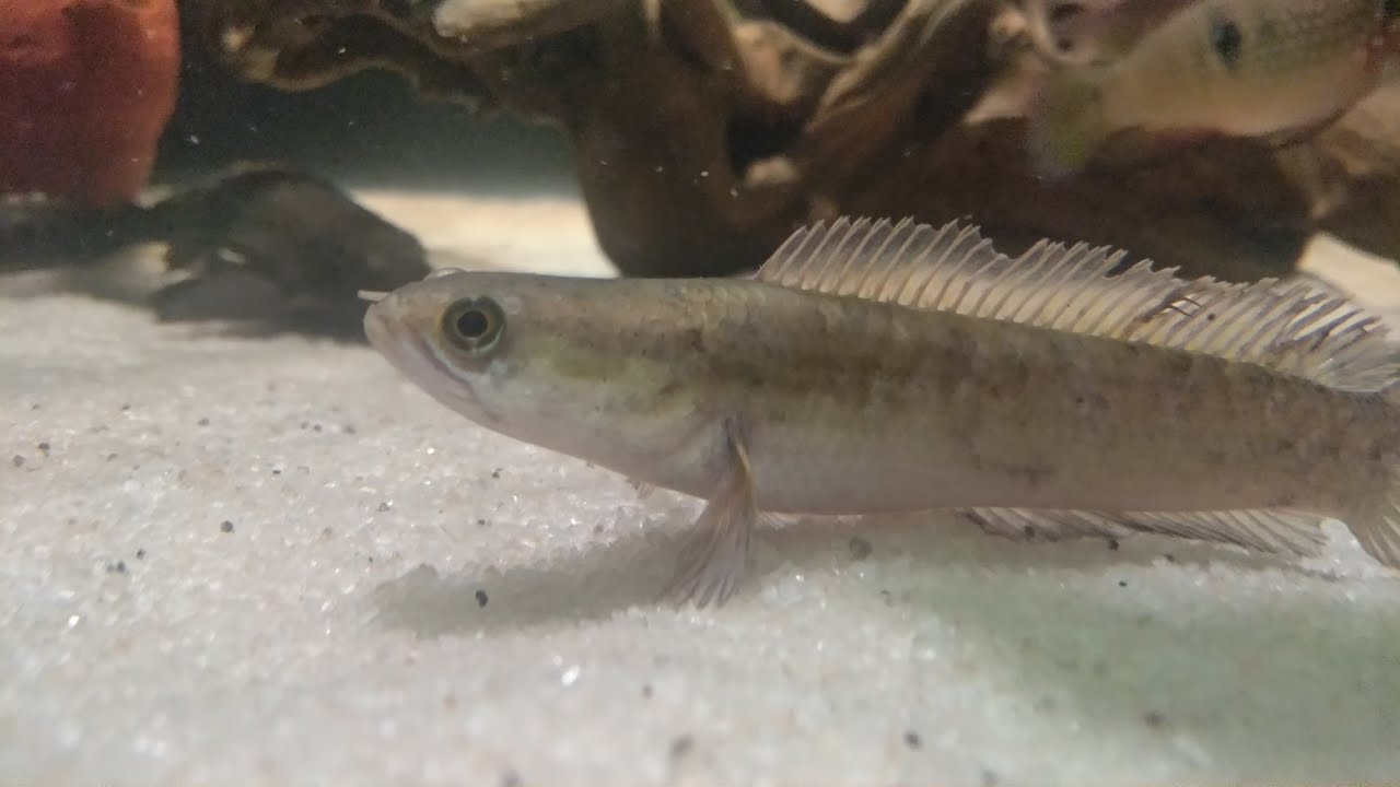 Snakehead fish in African cichlid fish tank | channa in cichlid tank ...