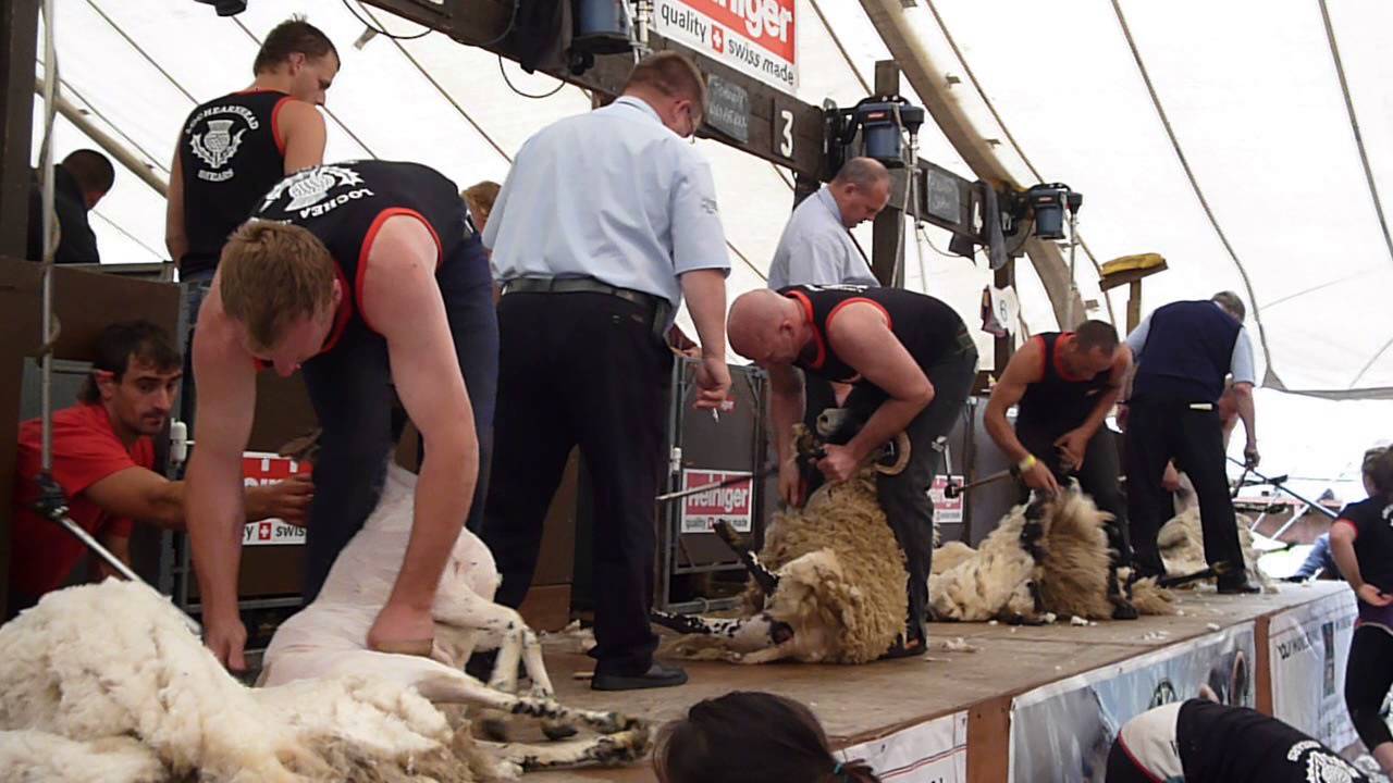 Lochearnhead Shears 2014 Open Final Part I of 4 - Watch in HD - YouTube