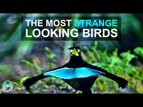 TOP 6 MOST STRANGE LOOKING BIRDS