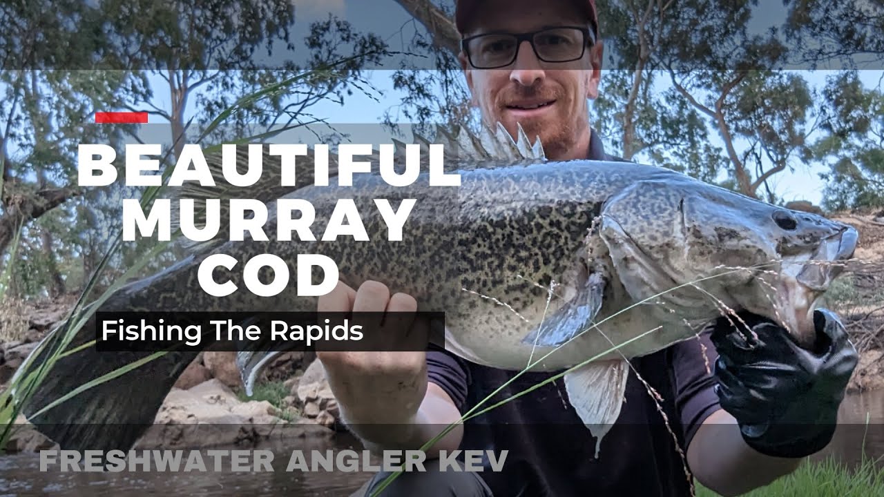 Lure Fishing for Murray Cod - Water Rapids - YouTube