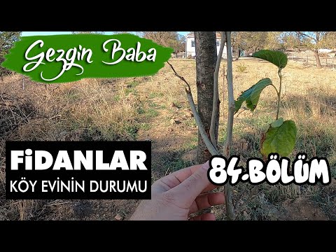 Köy Evi ve Fidanların Son Durumu | 3 Ay Sonra Köy Evine Geldim | Gezgin Baba | 84.Bölüm
