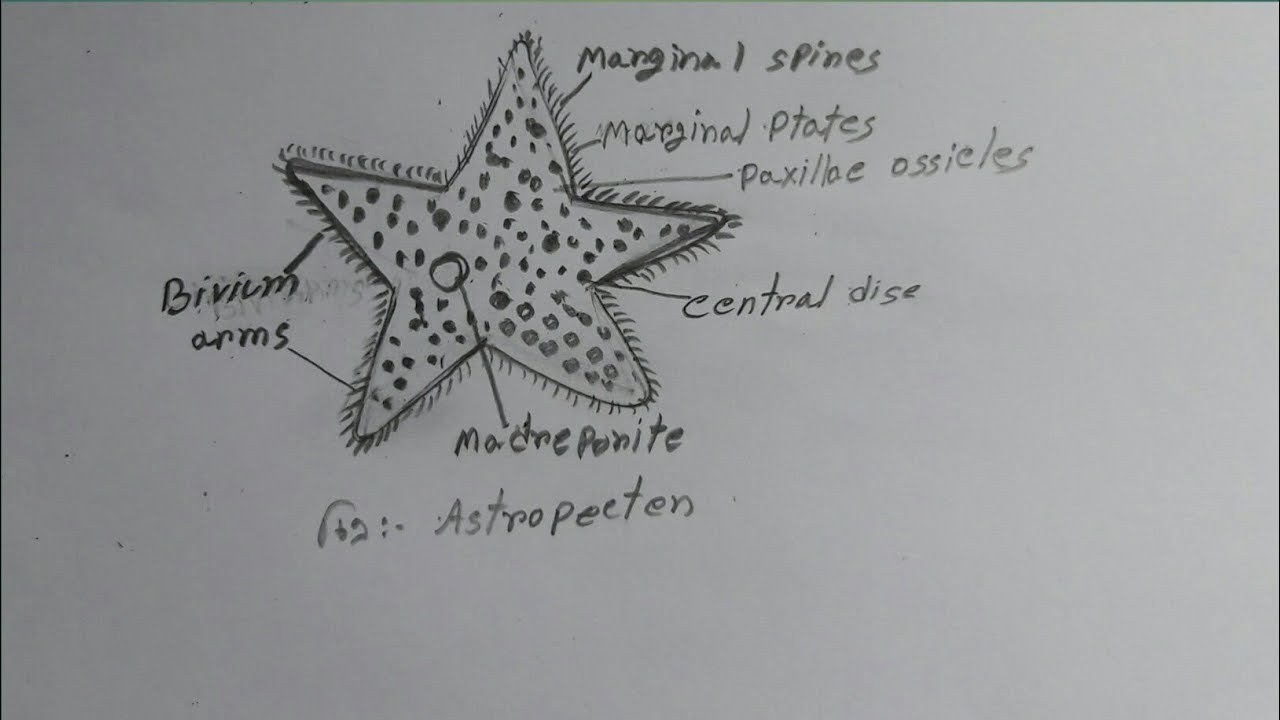 Starfish Diagram Bivium