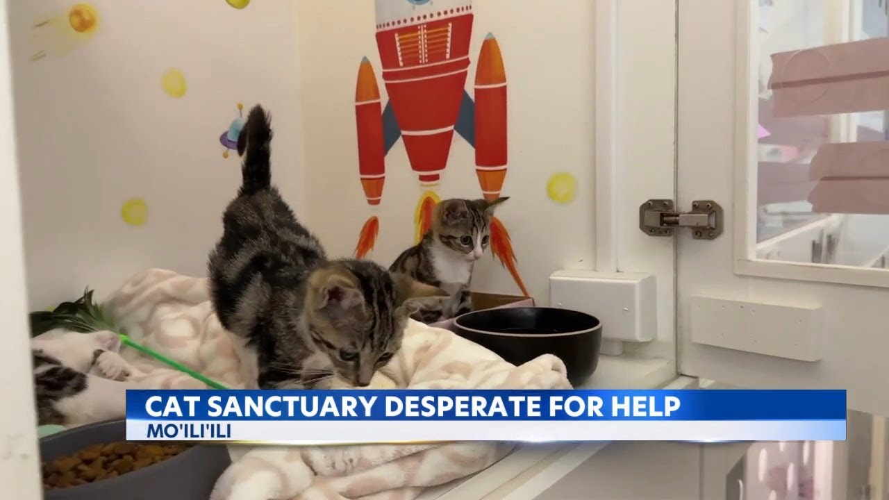Cat sanctuary desperate for help amid surge in newborn kittens and ...