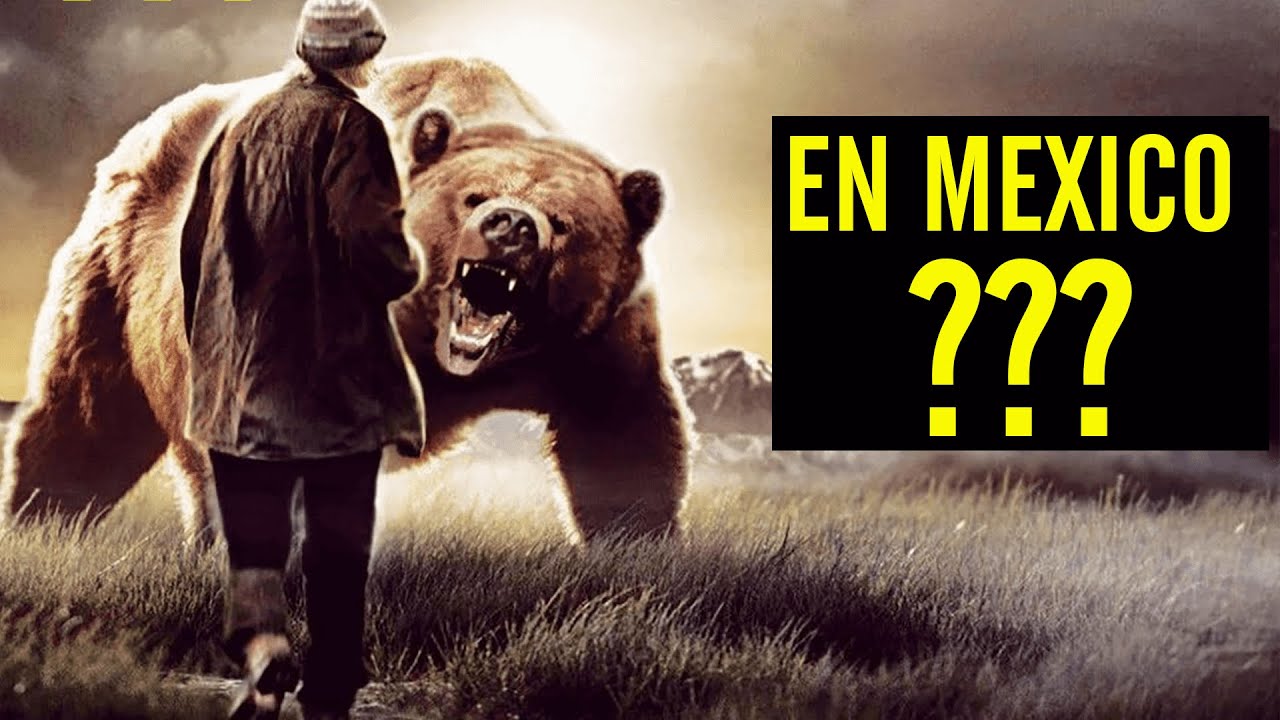El Oso grizzly mexicano está realmente extinto? ¡Descúbrelo aquí! - YouTube