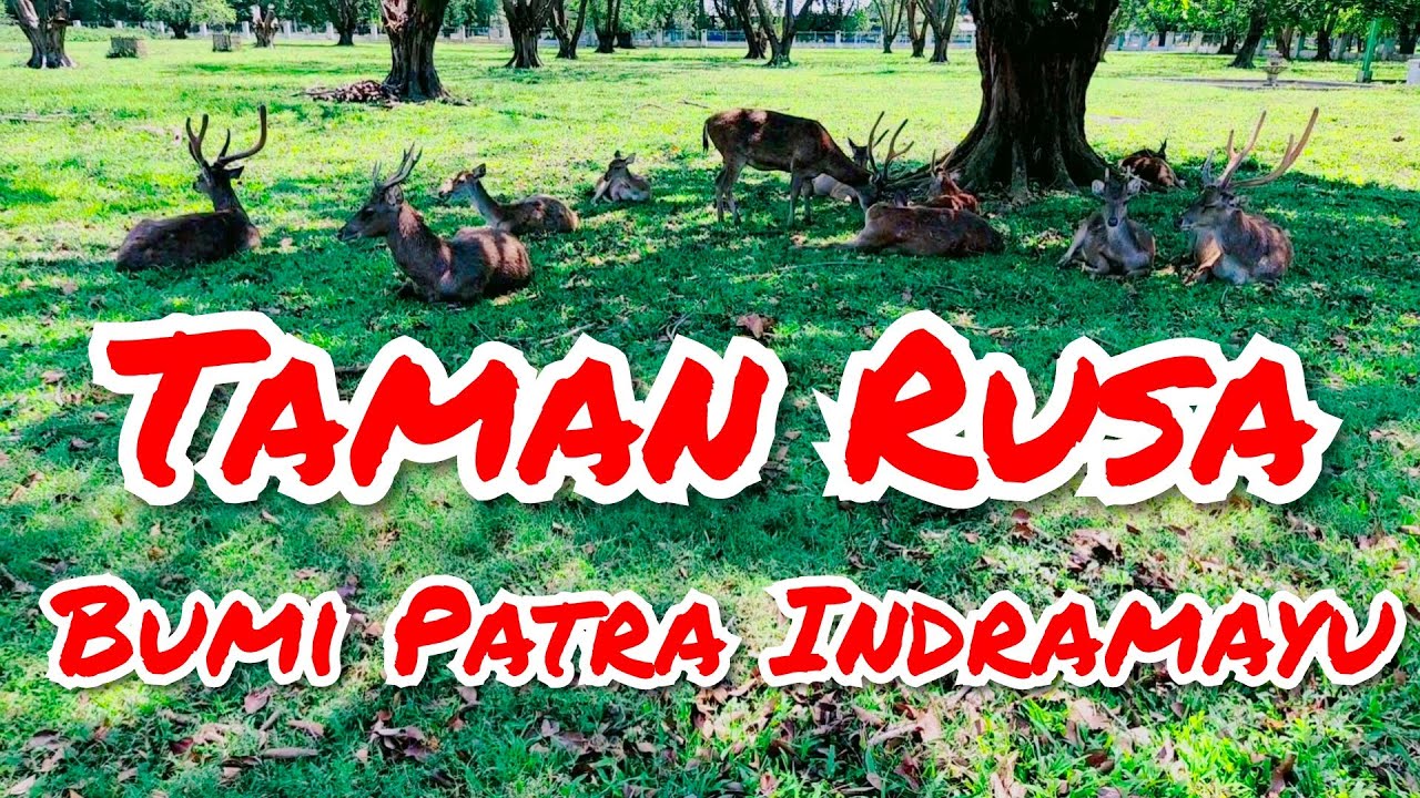 Taman Rusa Bumi Patra Indramayu - YouTube