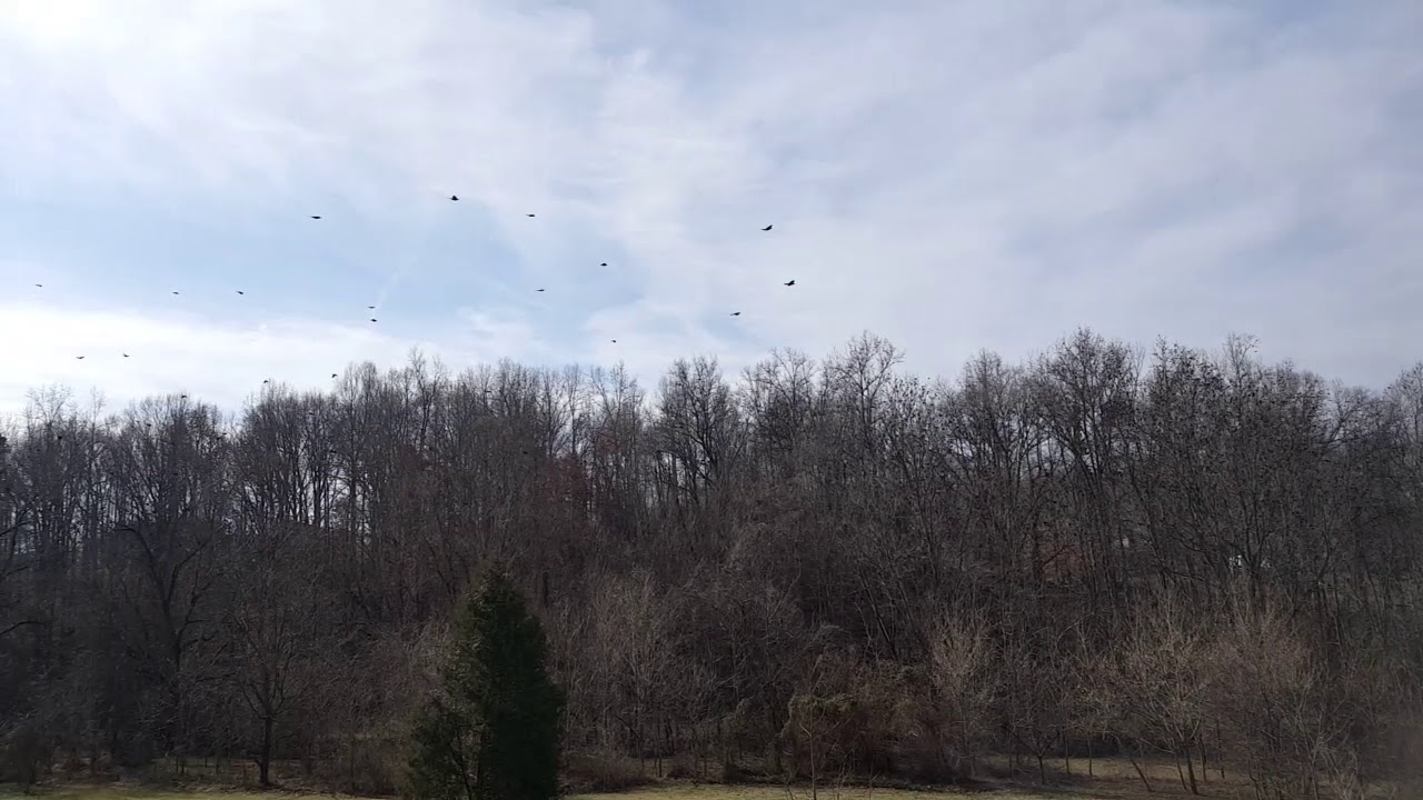 Massive flock of birds fleeing or migrating - YouTube