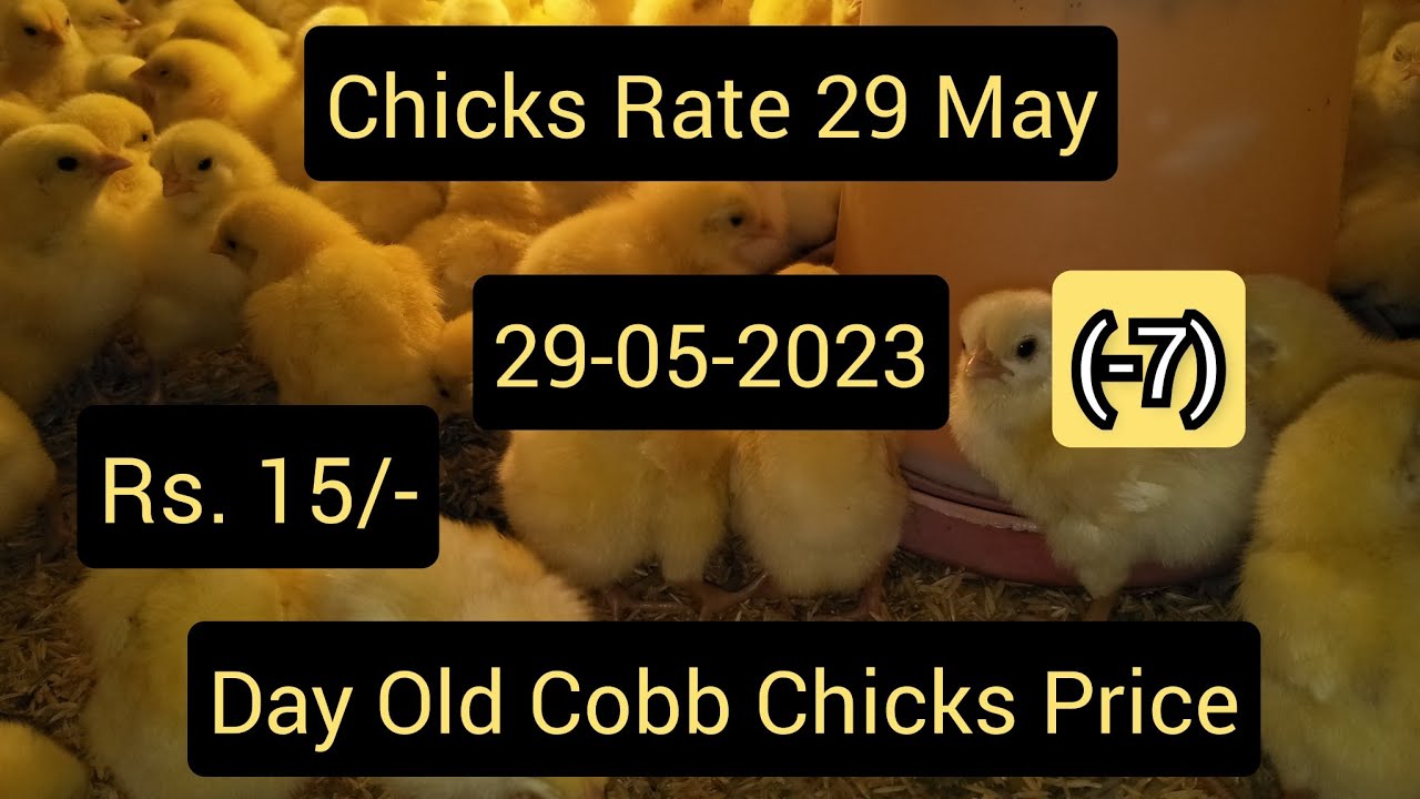 29 May Monday Chicks Rate (-7) Rs. 15/- - YouTube