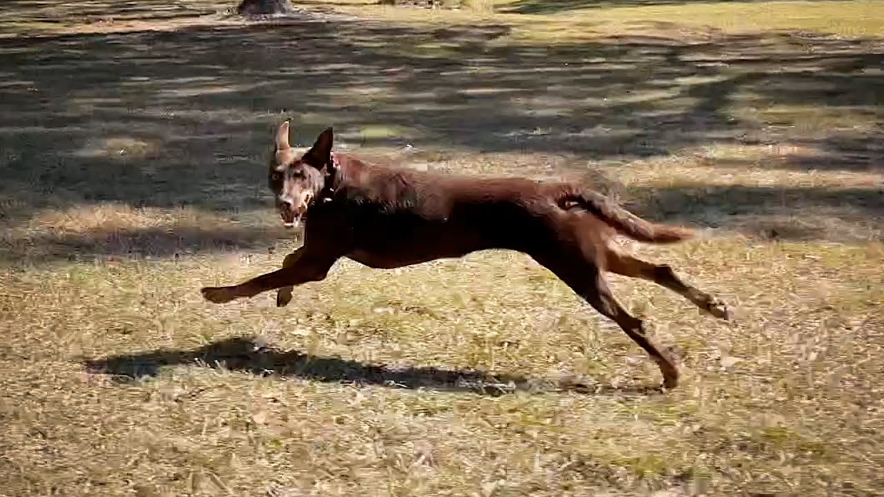 Have You Ever Seen a Faster Farm Dog? - YouTube