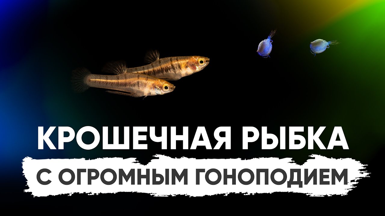 Редкая крошечная живородящая аквариумная рыбка — Формоза Heterandria ...