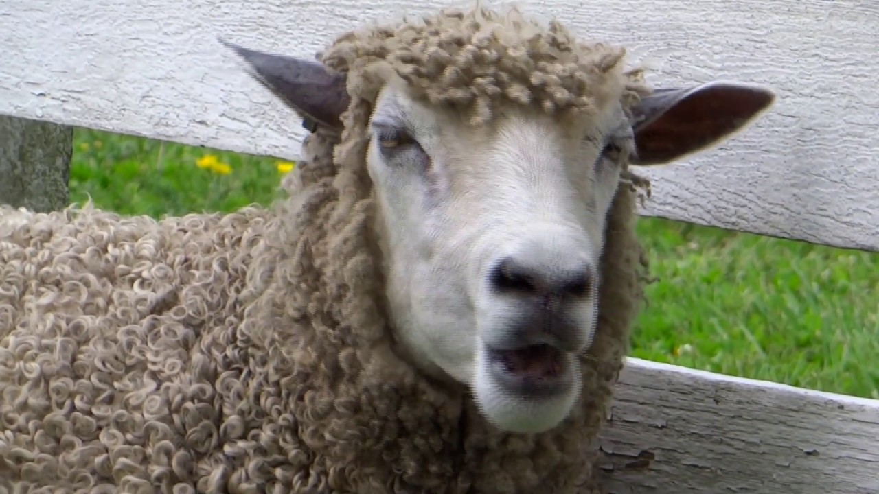 Funny Sheep face - YouTube