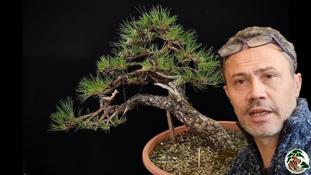 Creare un bonsai di Fillirea e pino nero. Un giorno allo Studio Bonsai Insubria - YouTube