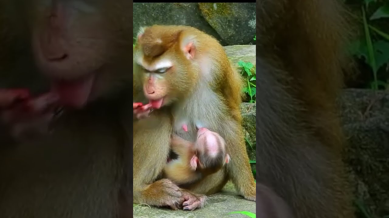 Cute Baby newborn Monkeys, Love Baby Monkeys I mix Baby Clip Today ! Adventure Live - YouTube