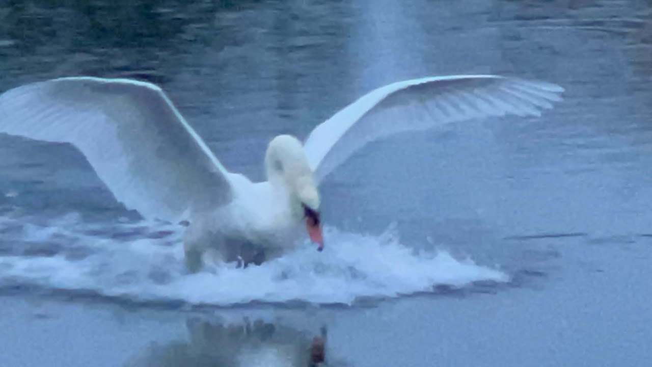 Swan Pair Being Greedy & Have A Second Feeding Session, Fox Near By ...