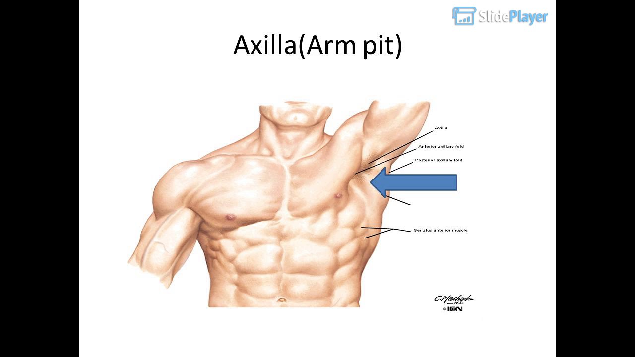 Anatomy of the Axilla Dr Rania Gabr - YouTube