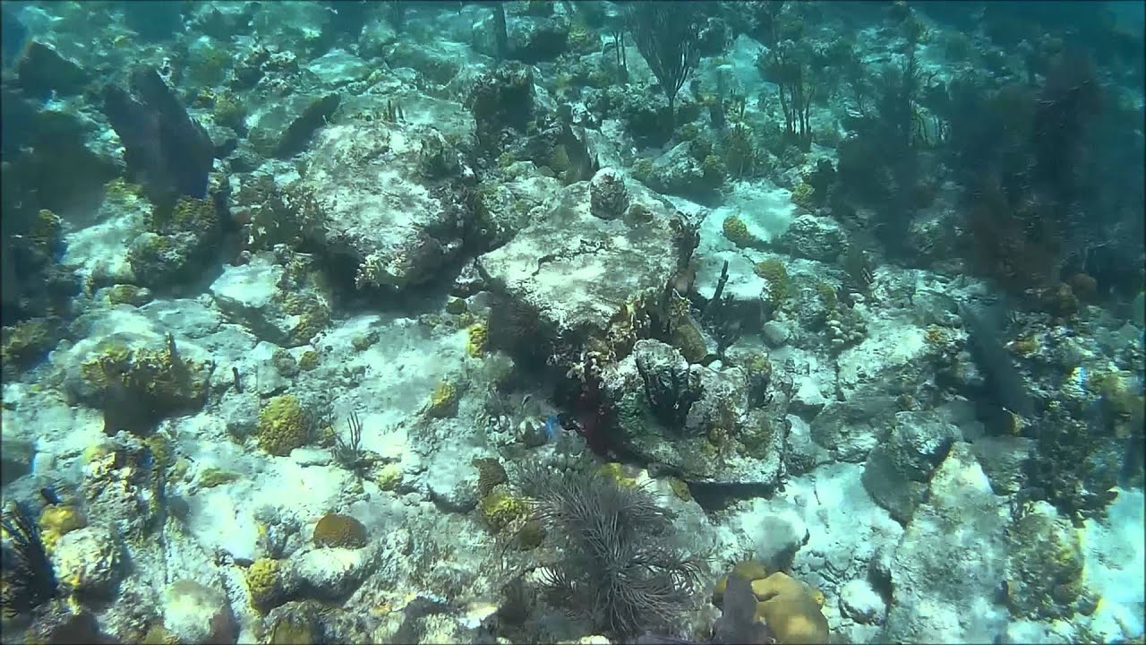 Snorkeling around Waterlemon Cay, Leinster Bay, St. John USVI - YouTube