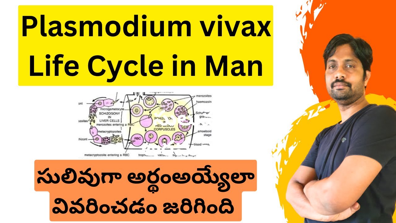 Plasmodium vivax Life Cycle in Man || Explained in Easy Way - YouTube